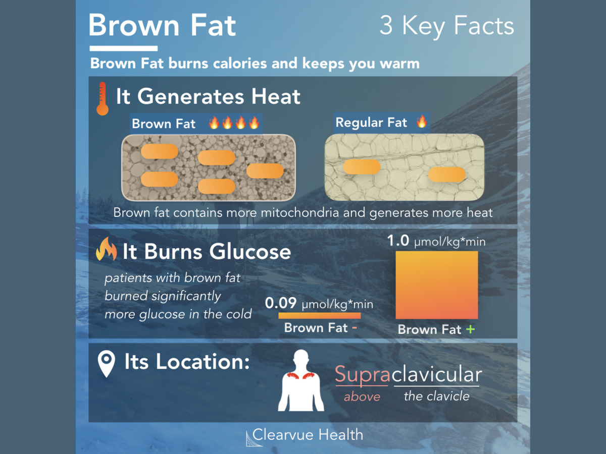 Pdf Why Brown Fat Has A Lot Of Nerve The Voice Of Woman
