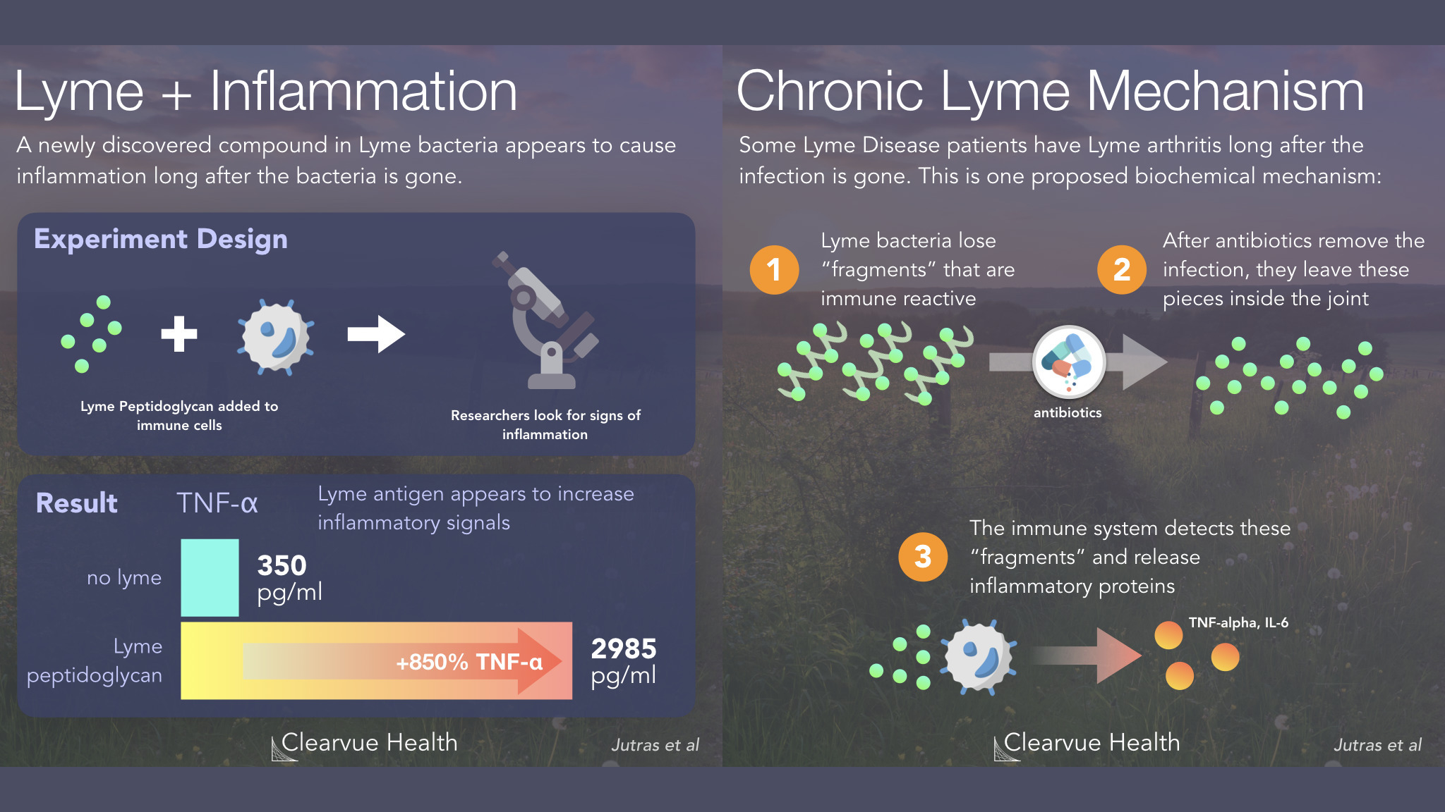 Lyme Disease Cell Communication